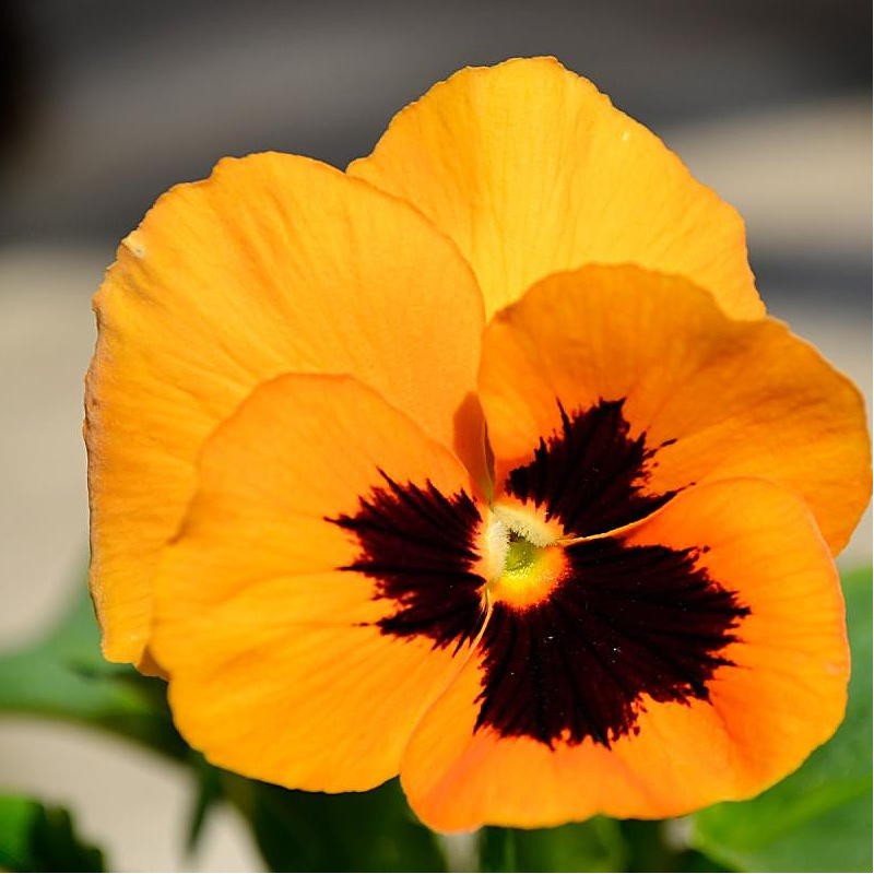 CHOU ASA DE CANTARO - CHOU PORTUGAIS (COUVE PENCA)