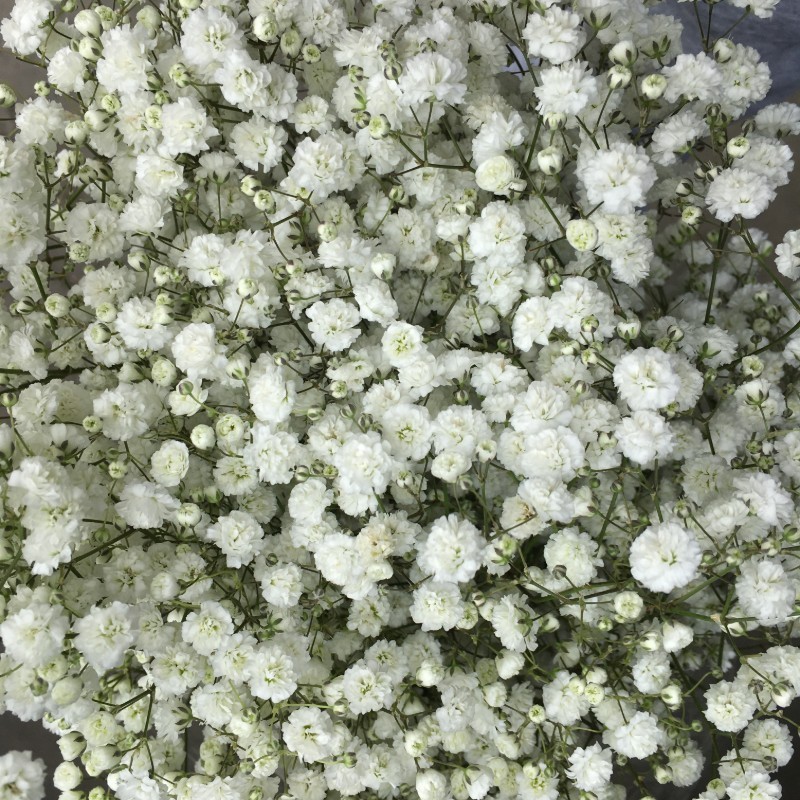GYPSOPHILE BLANC DE BLANC