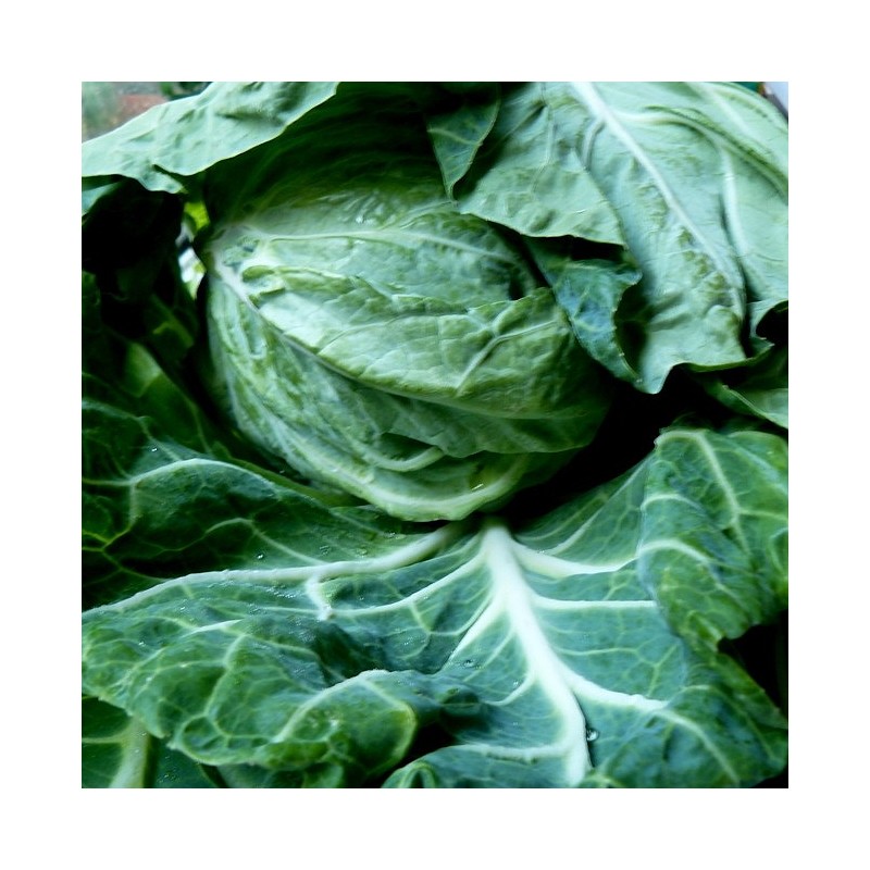 CHOU PORTUGAIS - Couve Penca de Chaves