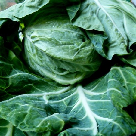 CHOU PORTUGAIS - Couve Penca de Chaves