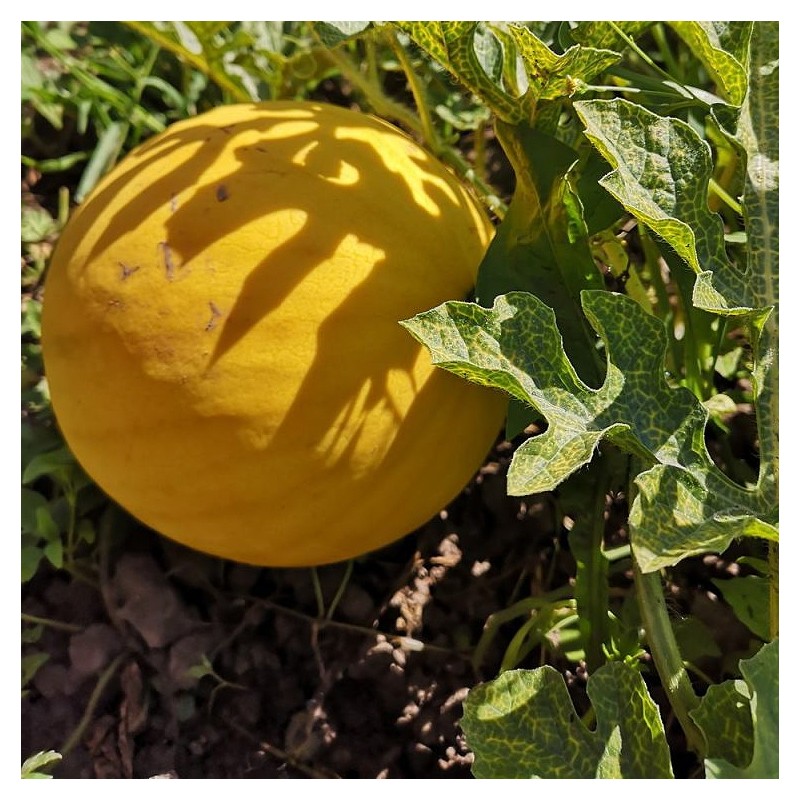 MELONS & PASTEQUES (2)