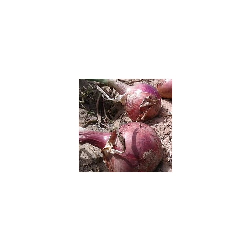 OIGNON VIOLETA DE GALMI