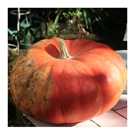 POTIRON ROUGE VIF D'ETAMPES