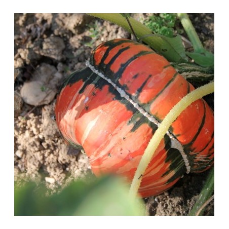 COURGE GIRAUMON TURBAN