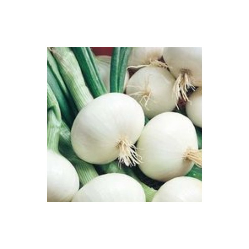 OIGNON BLANC DE LA REINE