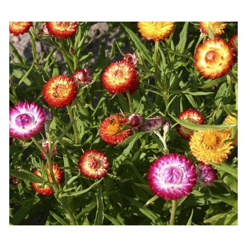 IMMORTELLE A BRACTEES