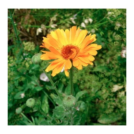 SOUCI DOUBLE DES JARDINS (CALENDULA) jaune orange