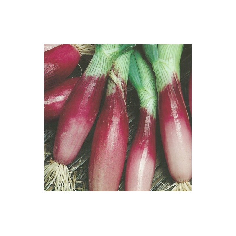 CIBOULE COMMUNE ROUGE