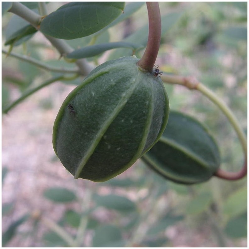 CAPRIER (CAPPARIS SPINOSA)