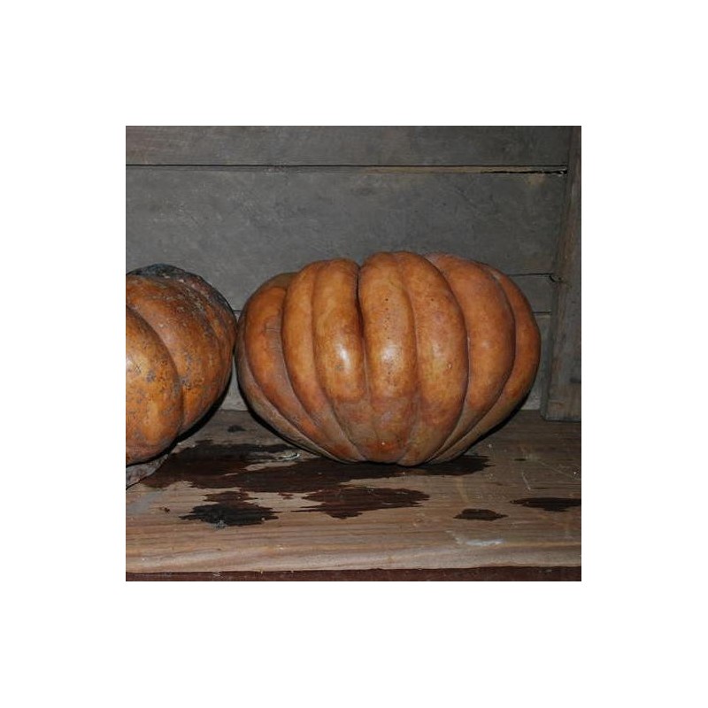 COURGE DULCE DI HORNO